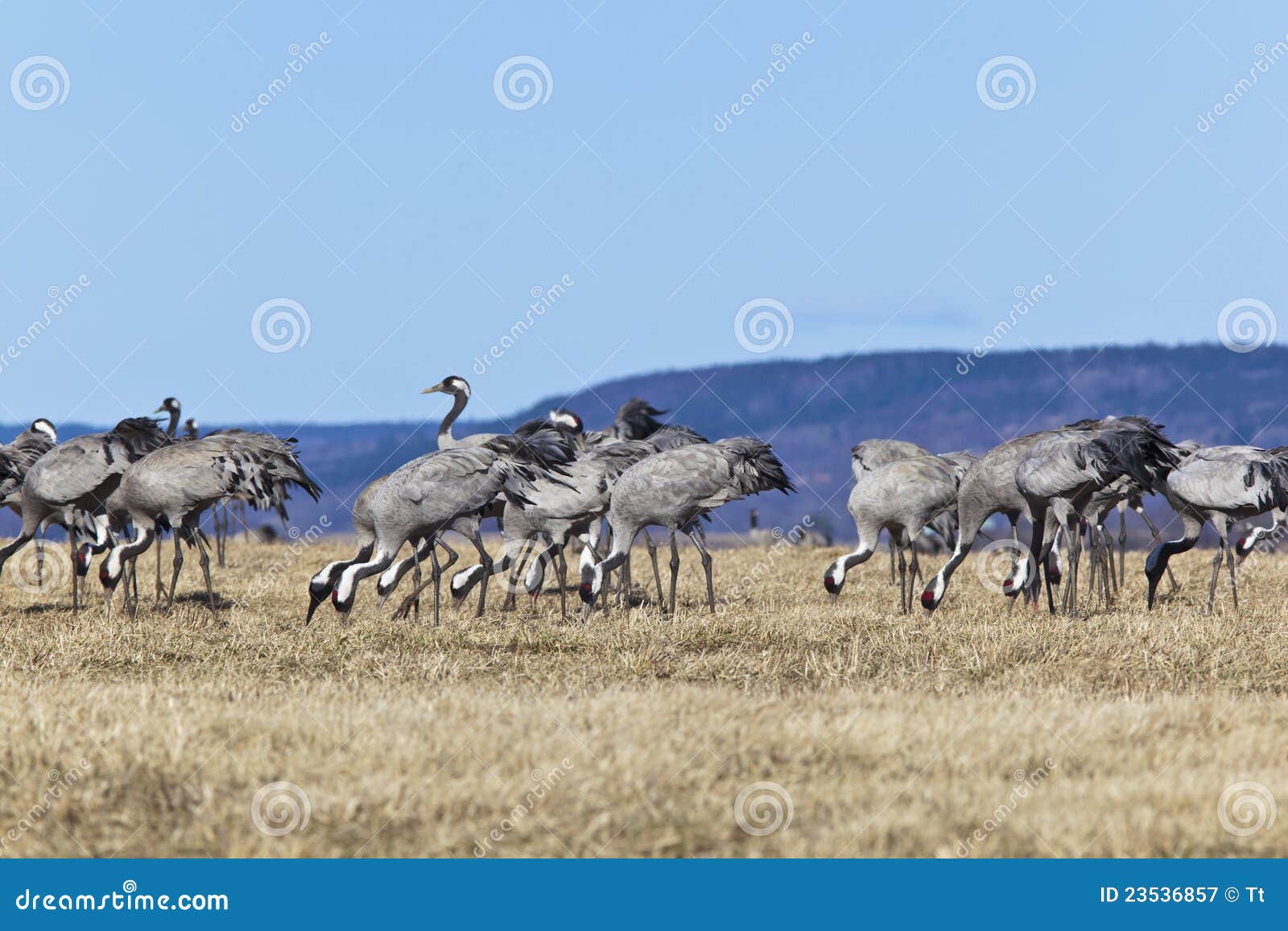 Common Cranes stock image. Image of land, scandinavia - 23536857