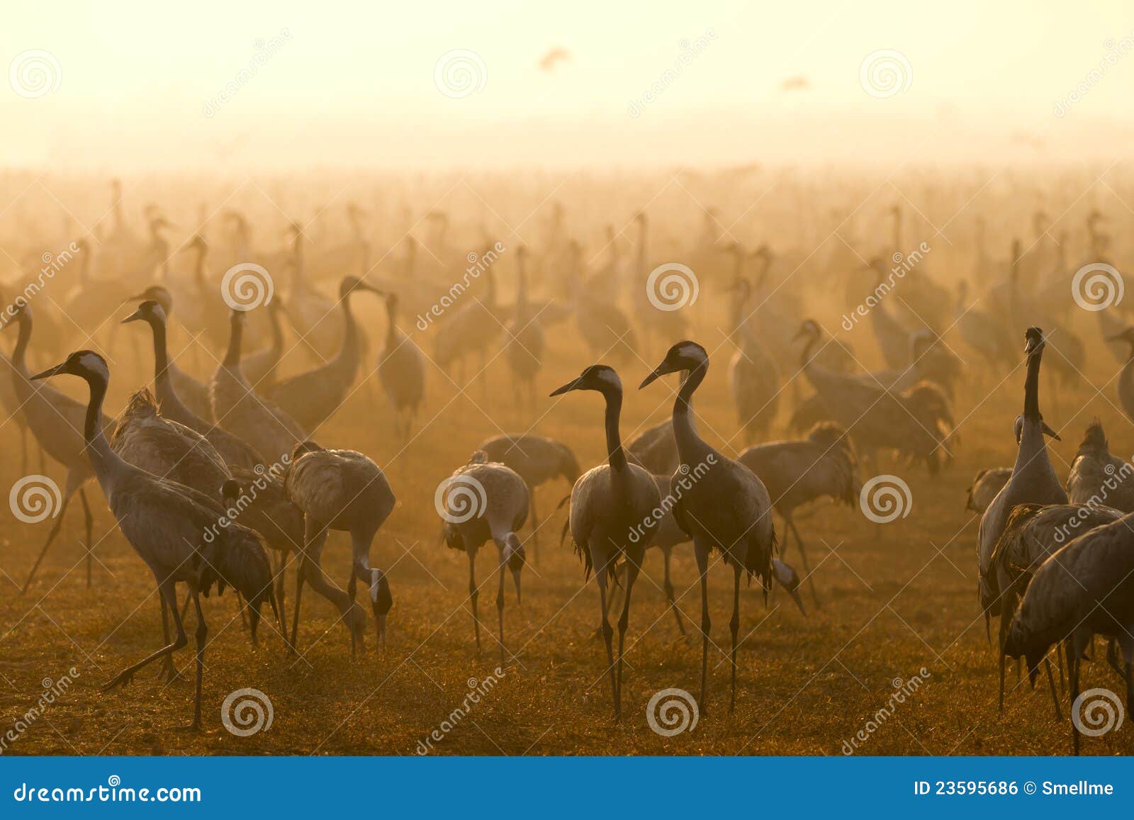 Common cranes stock photo. Image of call, marsh, grus - 23595686