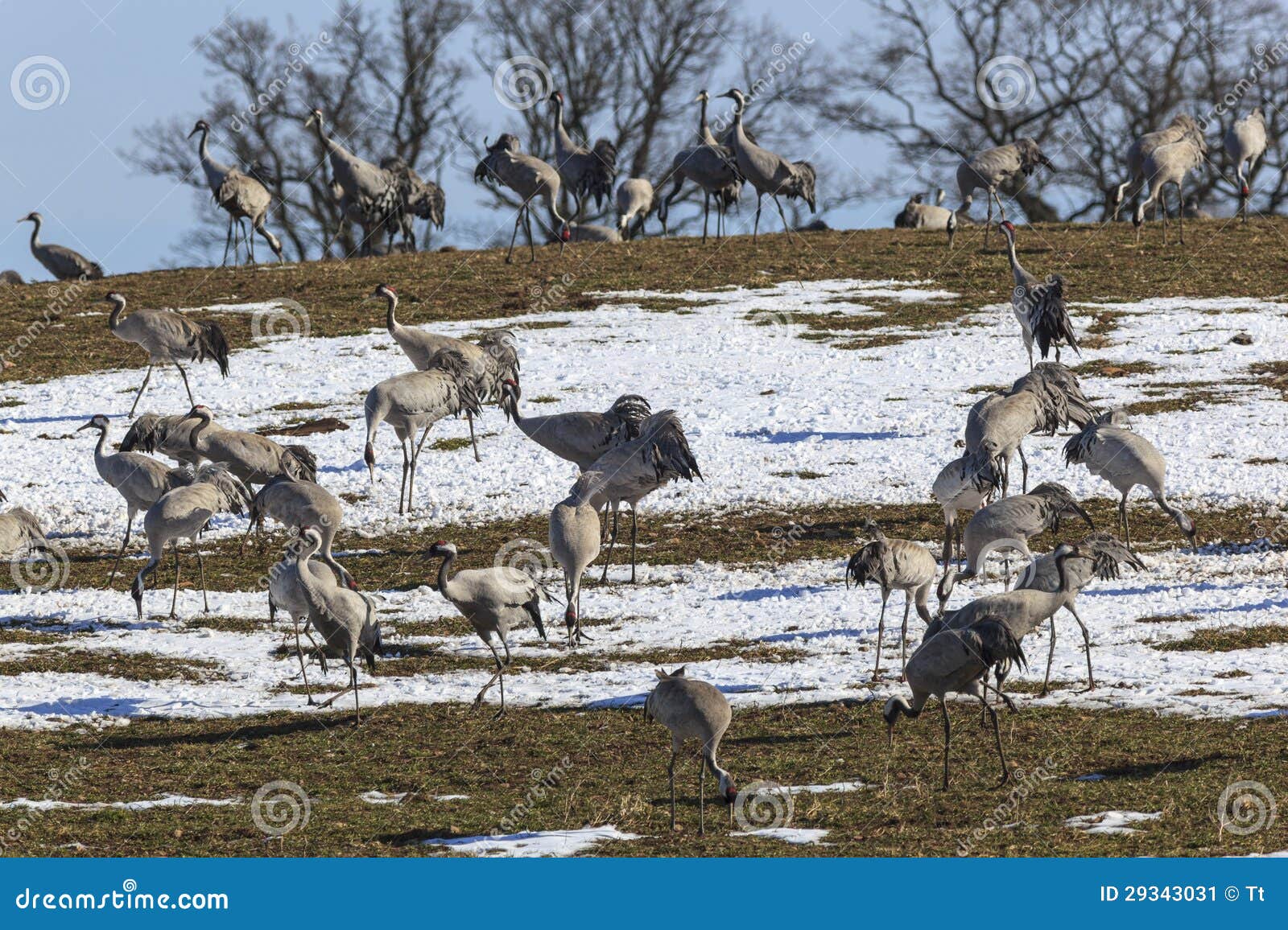 Common Cranes on Field with Snow Stock Image - Image of flock, country ...