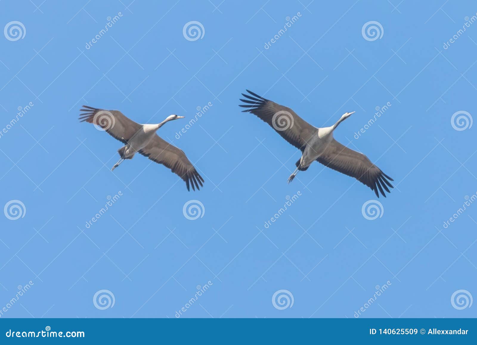 Common Cranes in Flight Blue Skies, Grus Grus Migration Stock Image ...