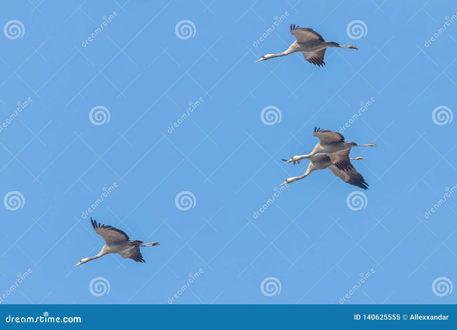Common Cranes in Flight Blue Skies, Grus Grus Migration Stock Image ...