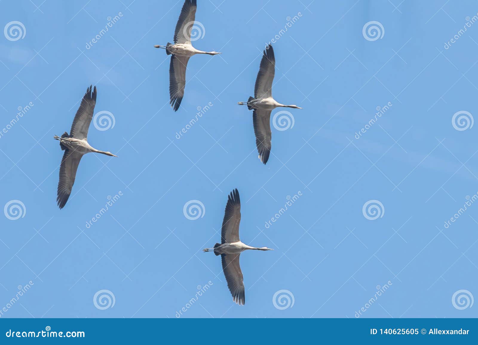 Common Cranes in Flight Blue Skies, Grus Grus Migration Stock Image ...