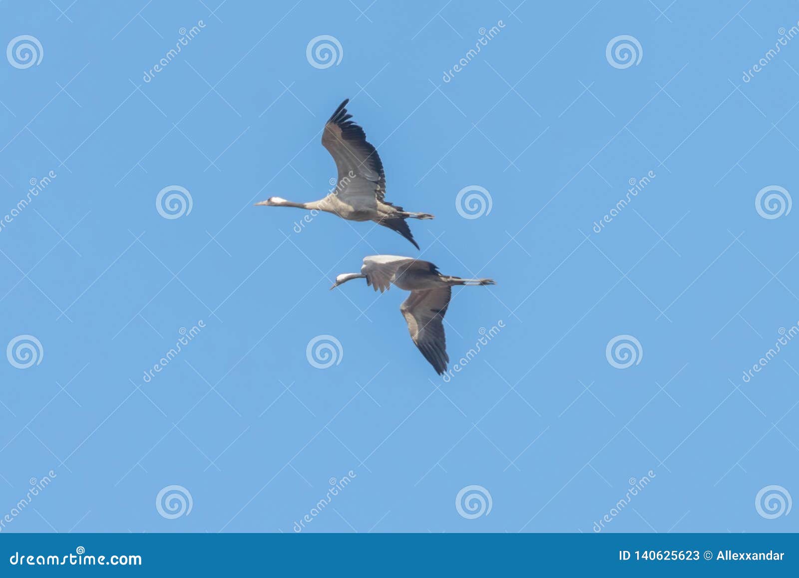 Common Cranes in Flight Blue Skies, Grus Grus Migration Stock Image ...