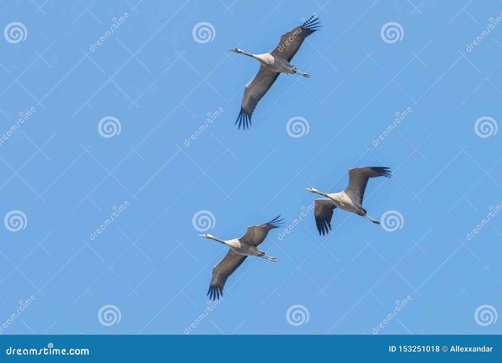 Common Cranes in Flight Blue Skies, Grus Grus Migration Stock Photo ...