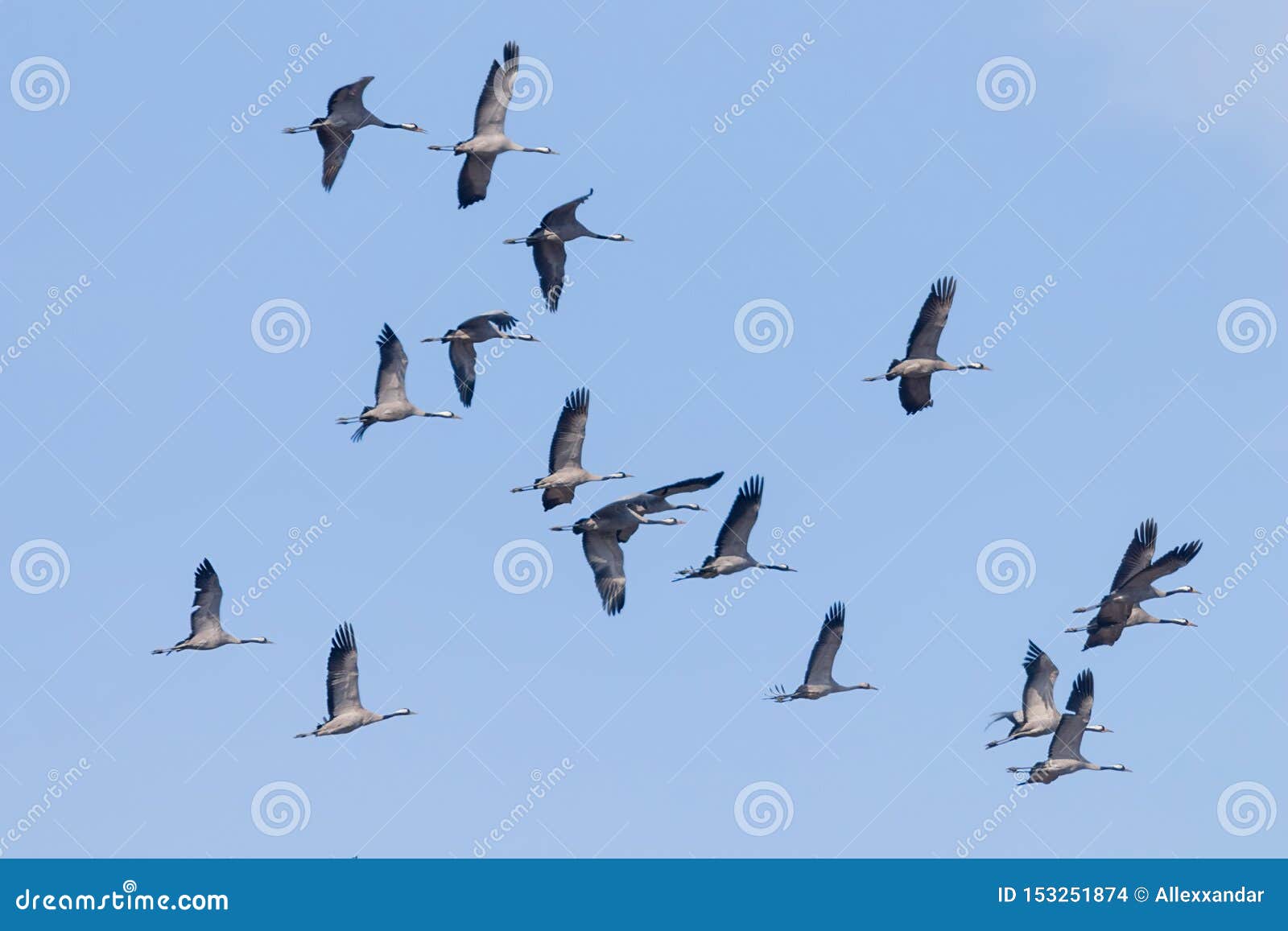 Common Cranes in Flight Blue Skies, Grus Grus Migration Stock Photo ...