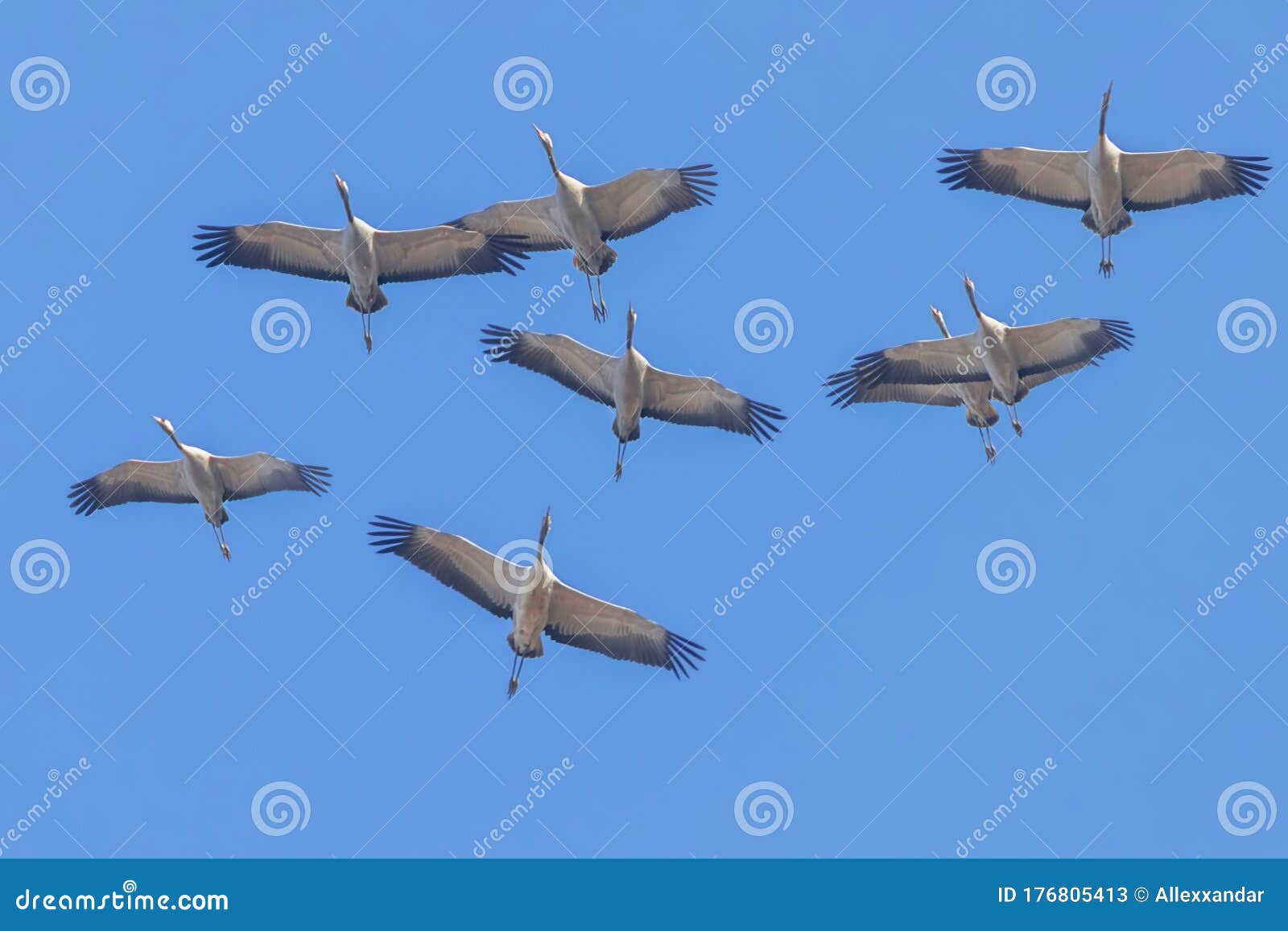 Common Cranes in Flight Blue Skies, Grus Grus Migration Stock Image ...