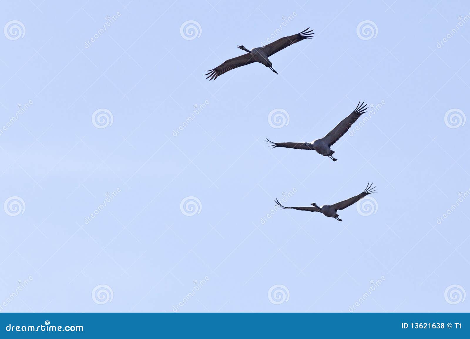 Common cranes flying stock photo. Image of flock, blue - 13621638
