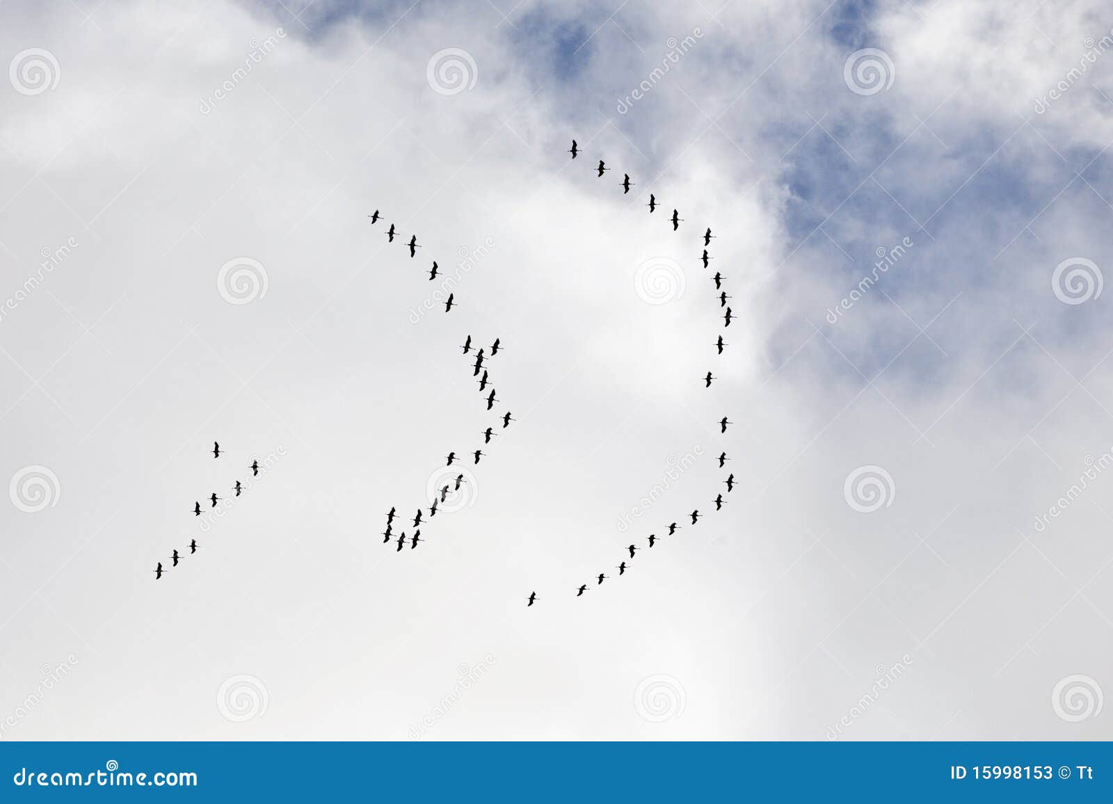 Common cranes flying stock image. Image of skies, grus - 15998153