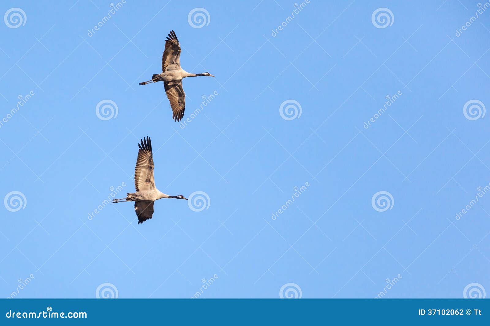 Common Cranes stock photo. Image of wild, scenery, cranes - 37102062