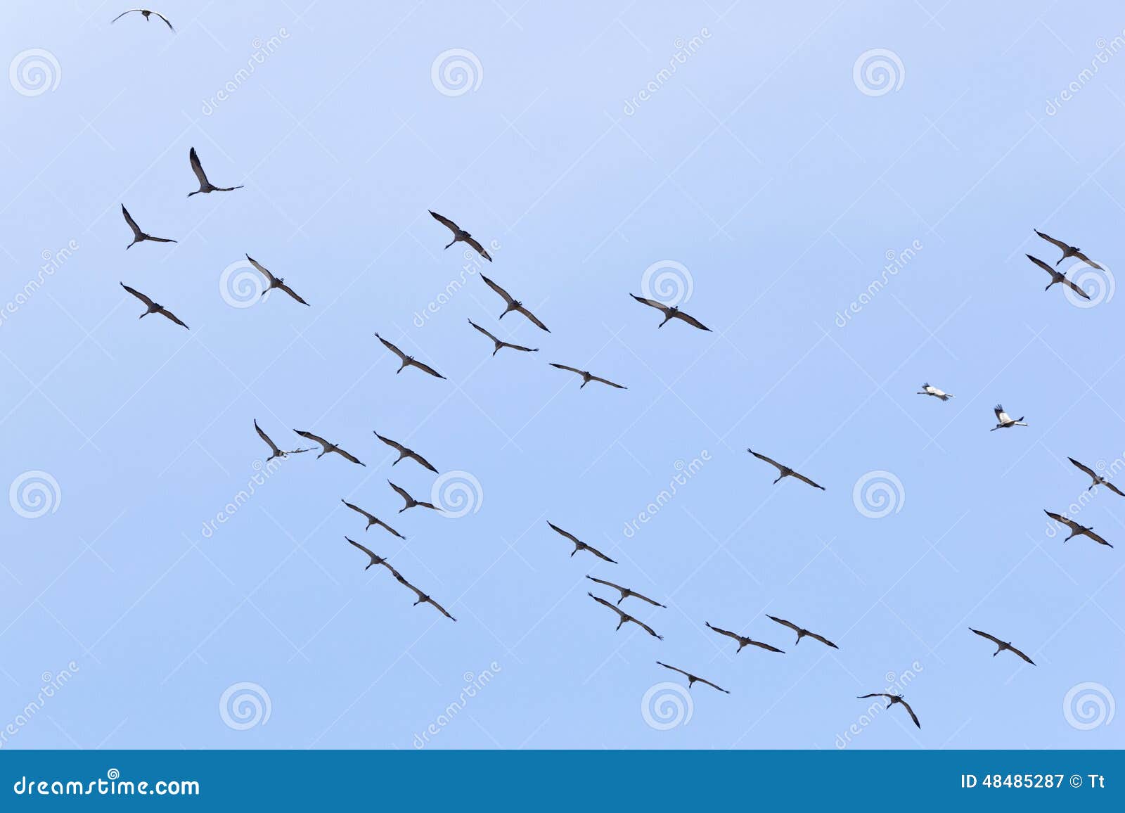 Common cranes flying stock image. Image of wildlife, common - 48485287