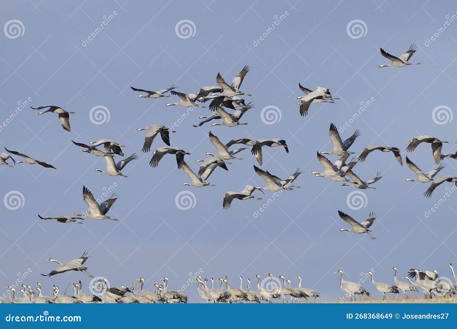 Common cranes flying stock image. Image of migrationbirds - 268368649