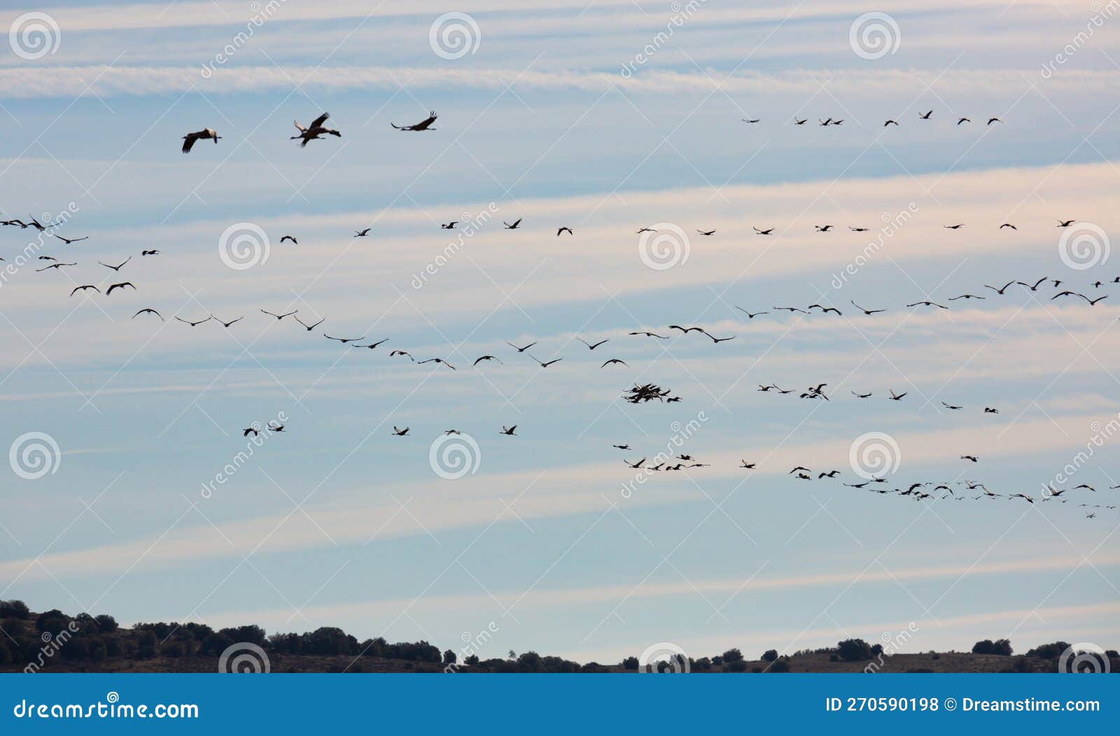 Flock of Cranes Flying in Sky Stock Photo - Image of environment, group ...