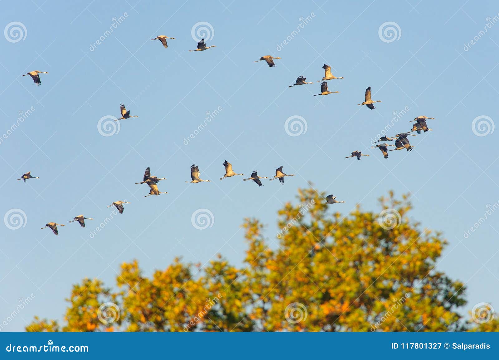 Migration of Cranes stock image. Image of national, eurasian - 117801327