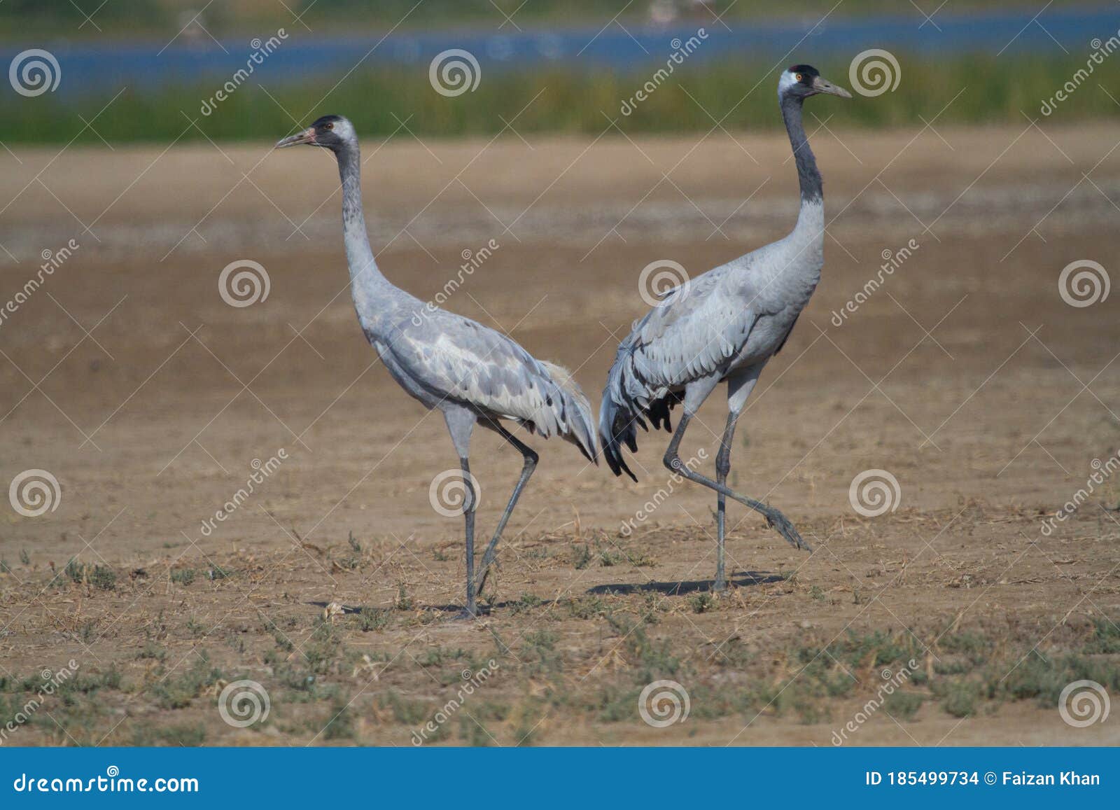 Common Cranes Near a Wetland Stock Photo - Image of jungle, nature ...