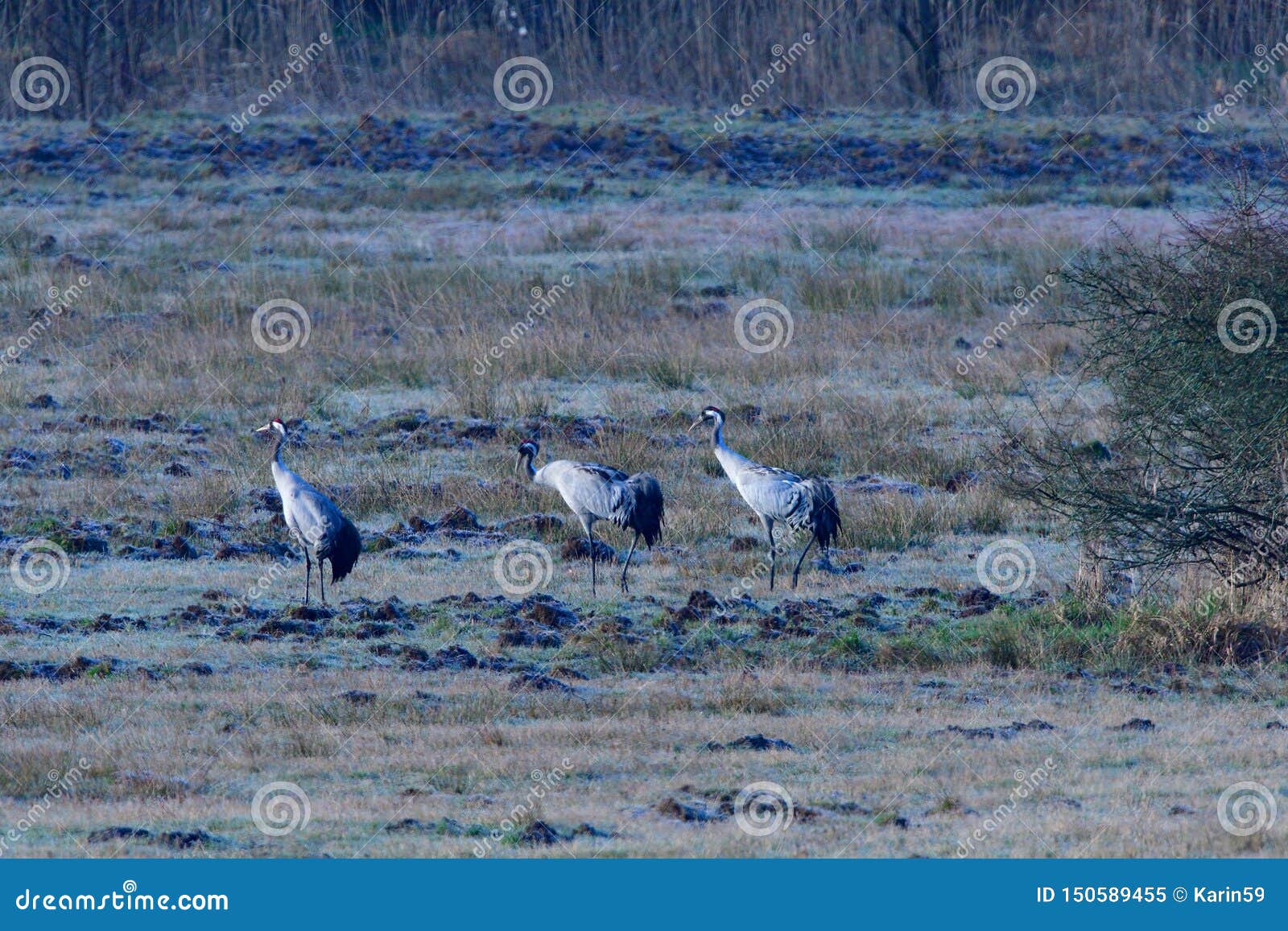 Common crane in spring stock image. Image of food, mating - 150589455