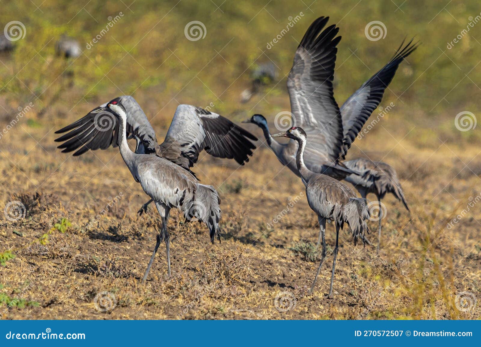 Common cranes taking off stock image. Image of grass - 270572507