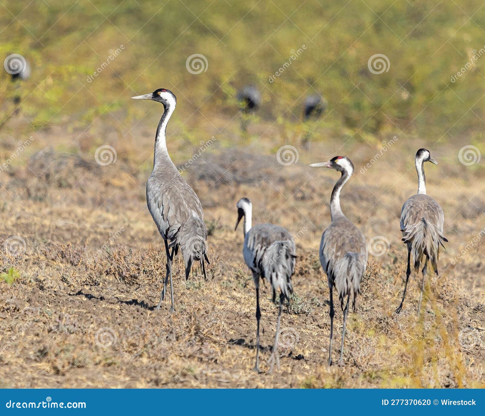 Common Cranes in Their Natural Habitat Stock Photo - Image of common ...