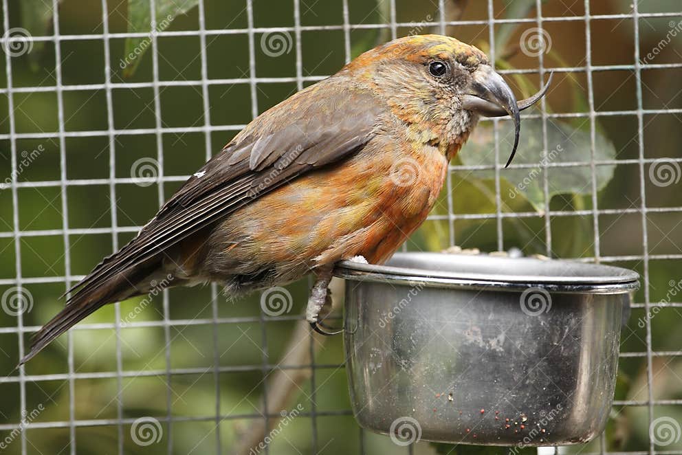 Common Crossbill stock photo. Image of food, nature, bill - 15277846