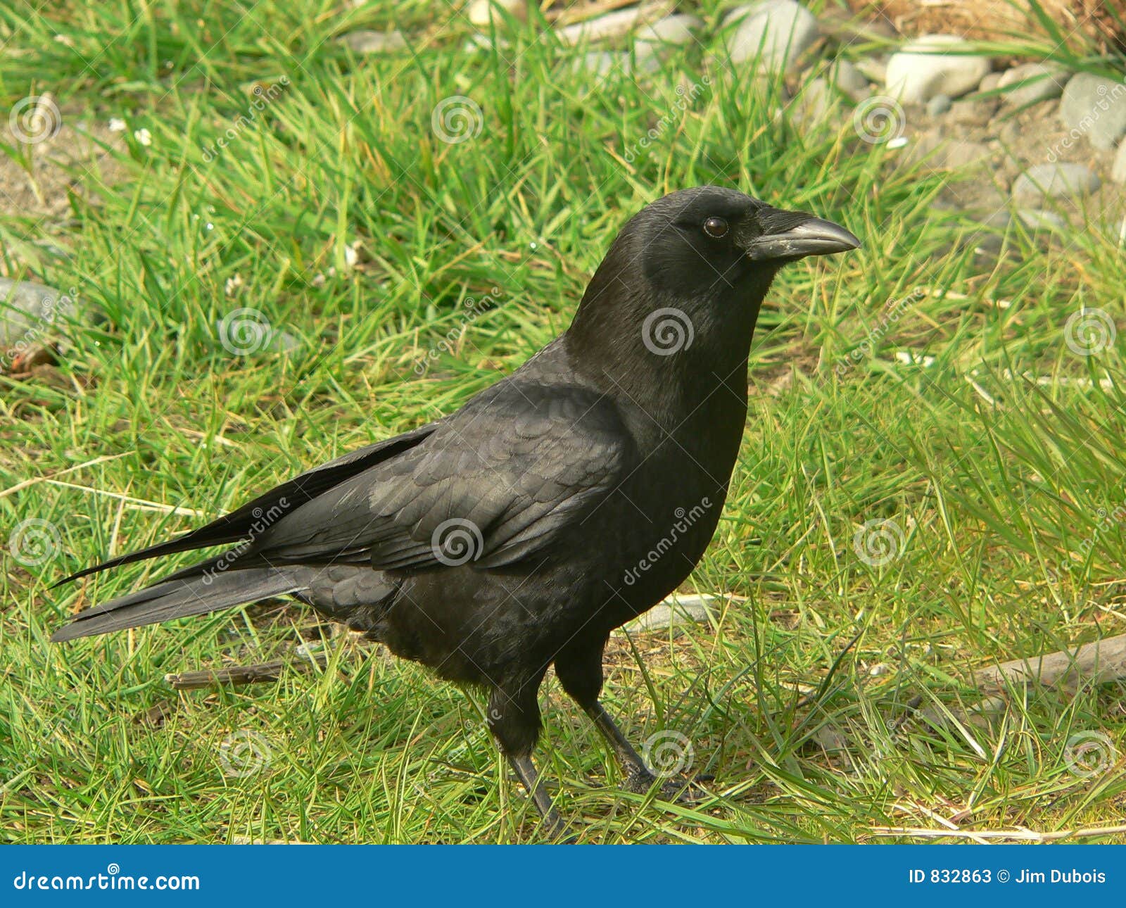 Common crow. stock image. Image of feathers, beak, crow - 832863