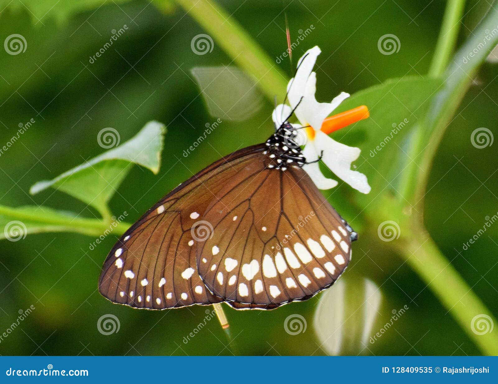 Common Crow Butterfly. Euploea Core Stock Image - Image of flier ...