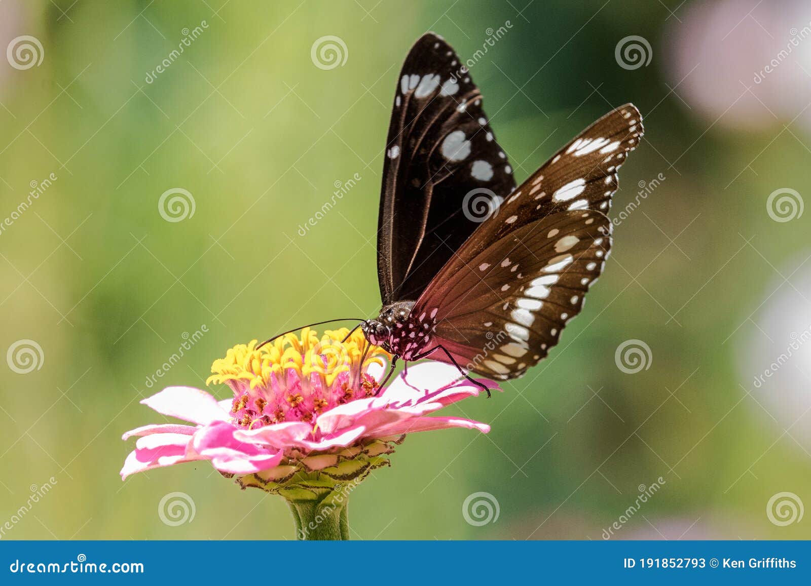 Common Crow Butterfly stock image. Image of core, common - 191852793