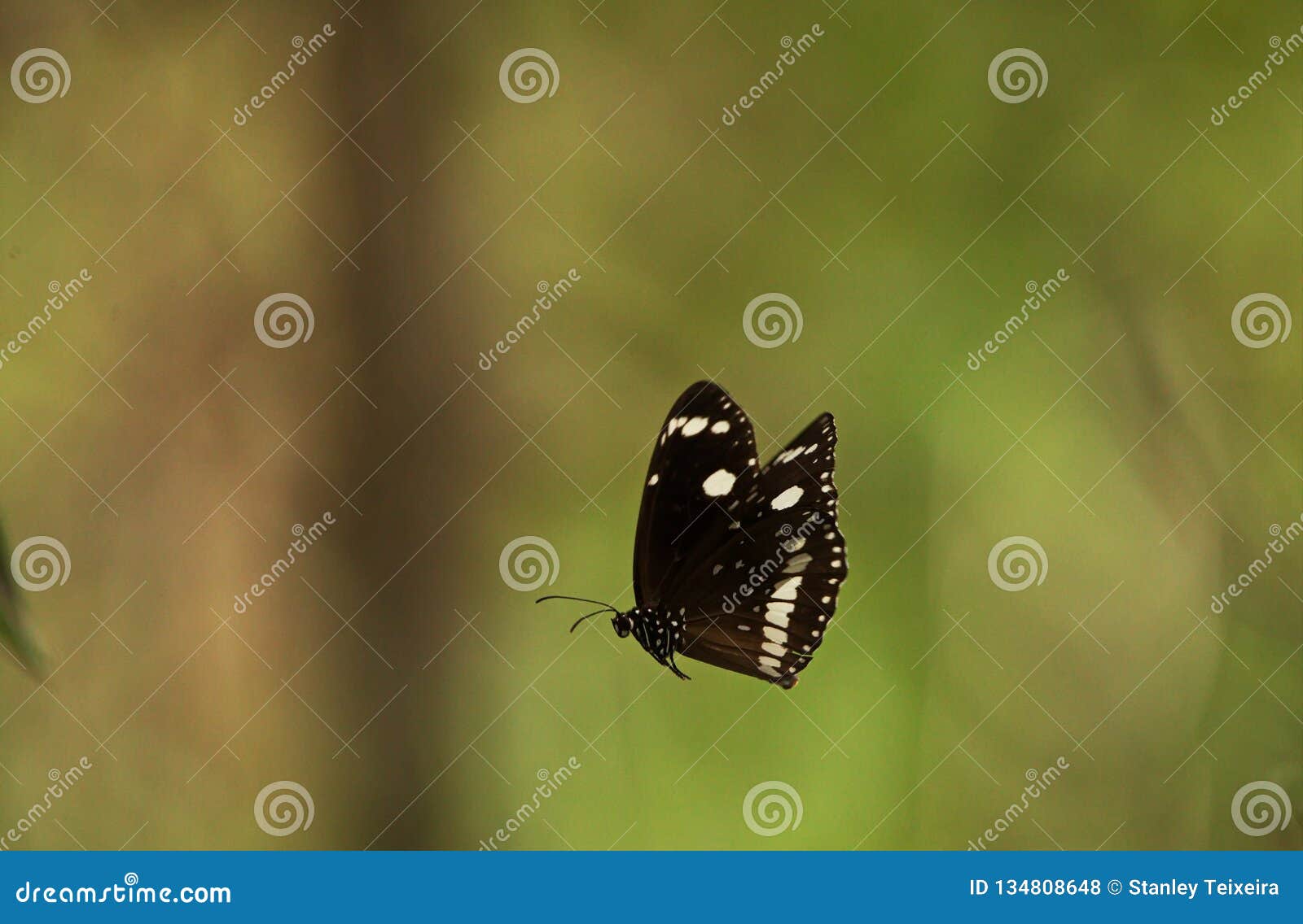 Common crow butterfly stock photo. Image of crow, wildlife - 134808648