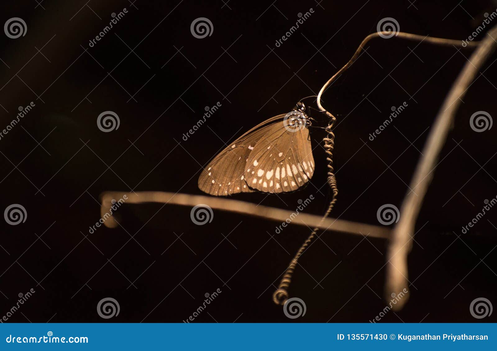 Butterfly in the light stock photo. Image of kilinochchi - 135571430