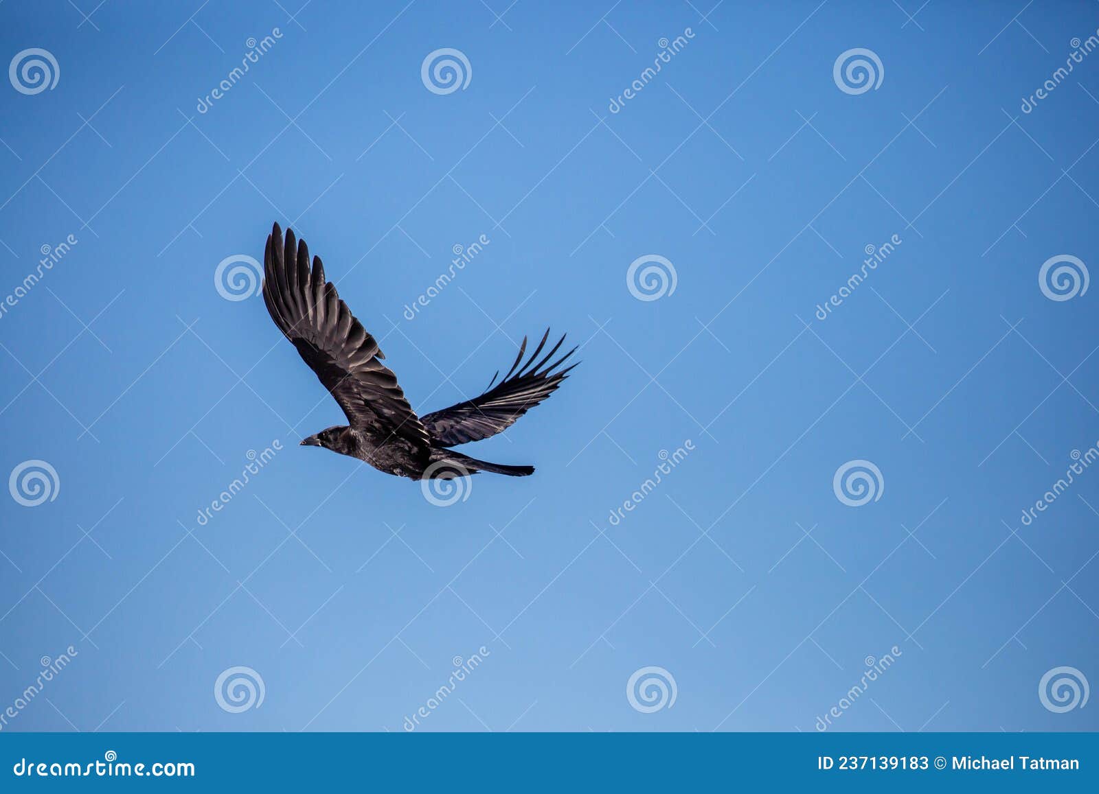Common Crow Corvus Brachyrhynchos Flying in a Blue Sky Stock Image ...