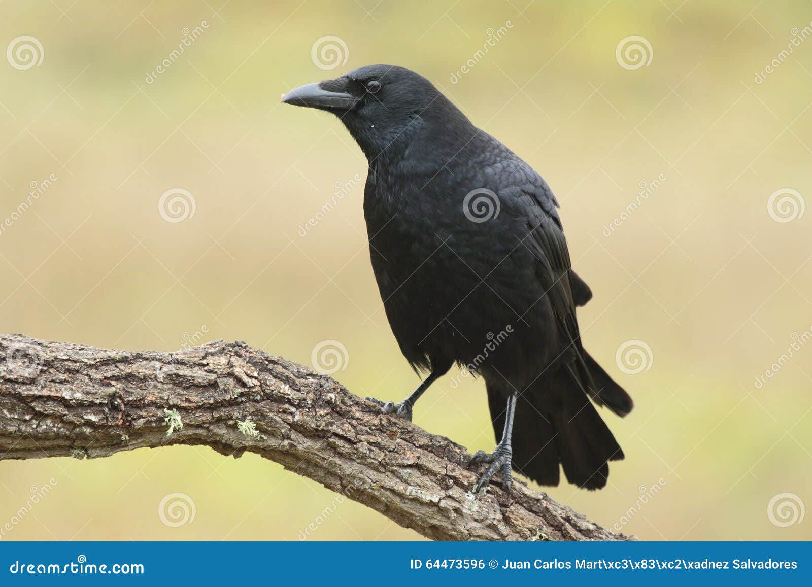 Common Crow, ( Corvus Corone) Stock Photo - Image of corvus, flying ...