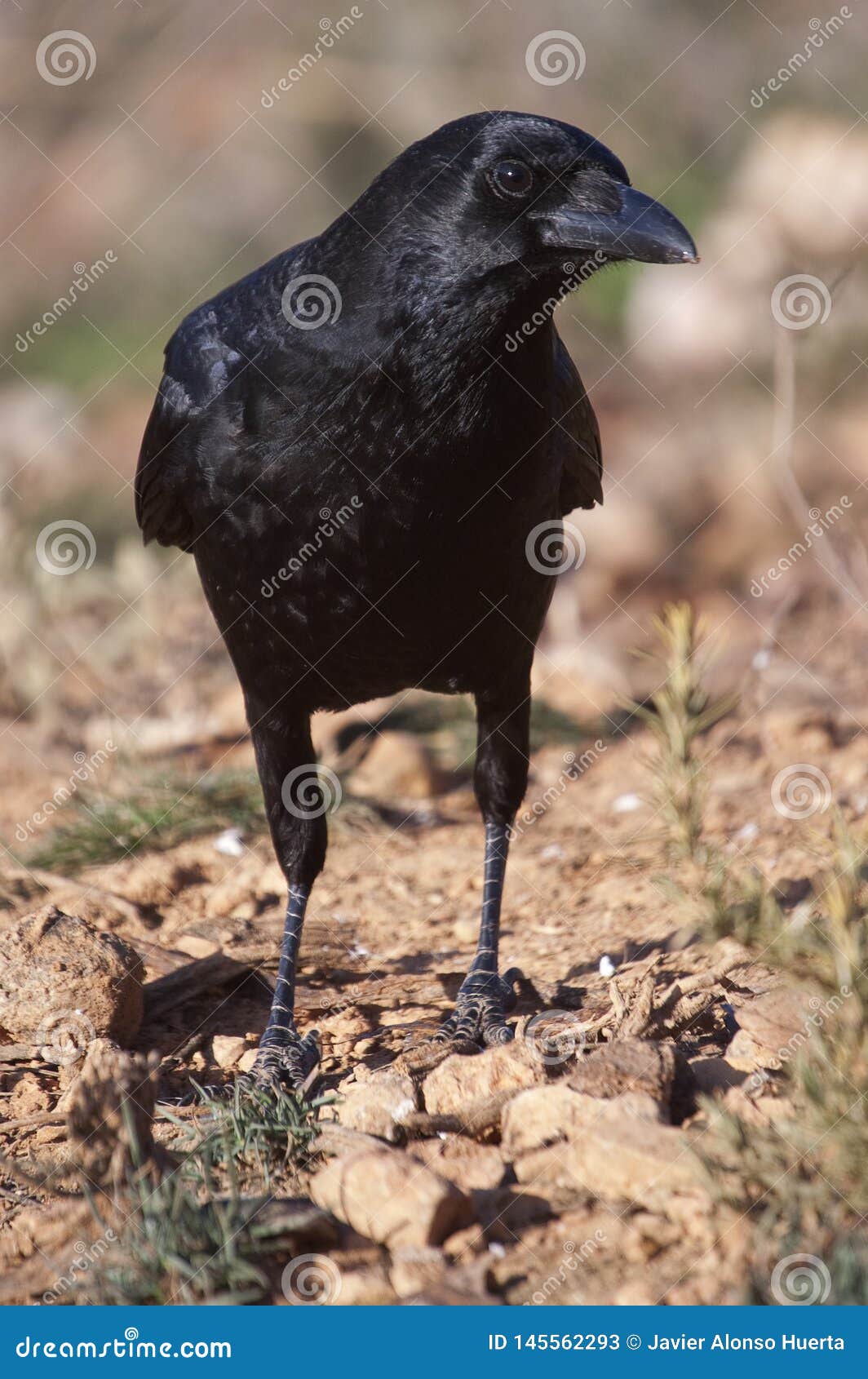 Common Crow - Corvus Corone Portrait Stock Image - Image of beautiful ...