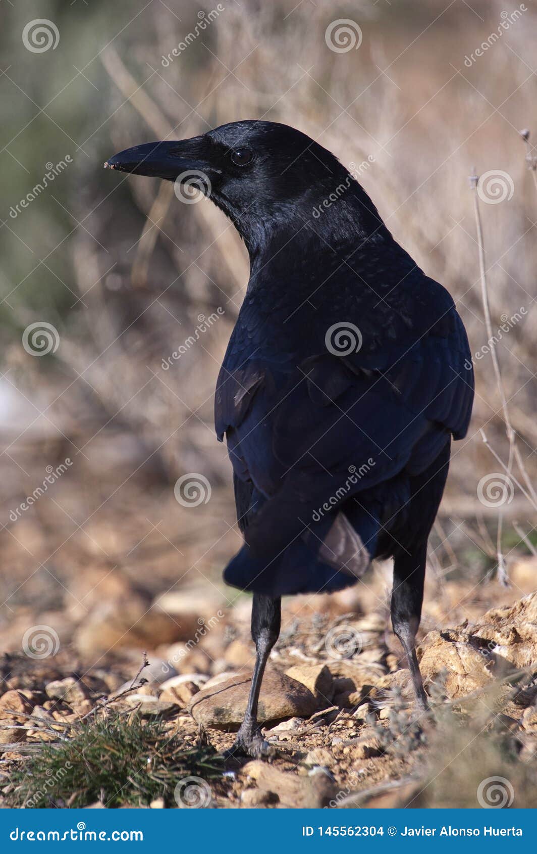 Common Crow - Corvus Corone Portrait Stock Photo - Image of claw ...