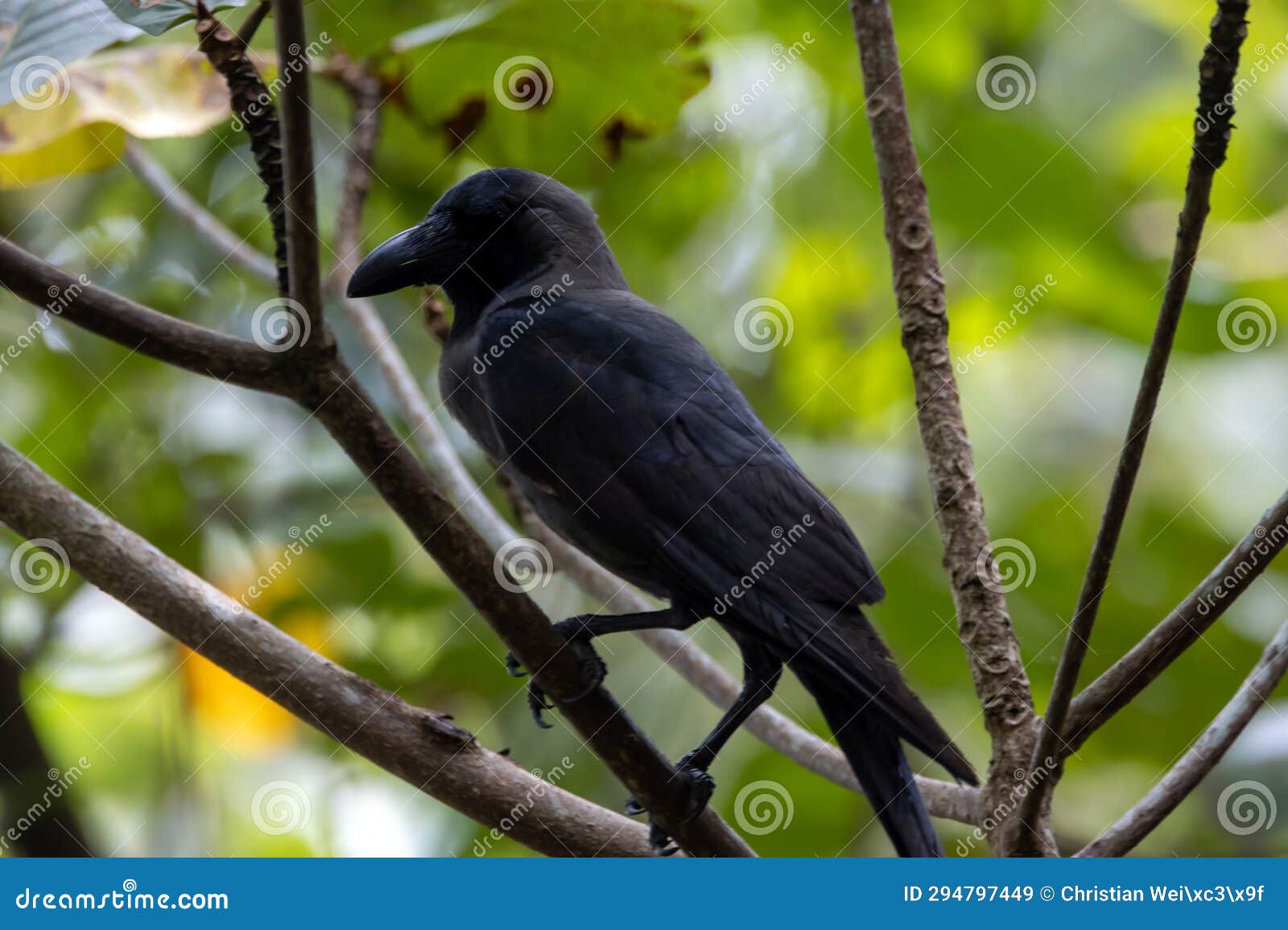 Common Crow, Corvus Splendens, in a Tree Stock Image - Image of ...