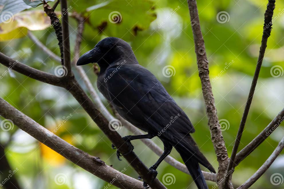 Common Crow, Corvus Splendens, in a Tree Stock Image - Image of ...