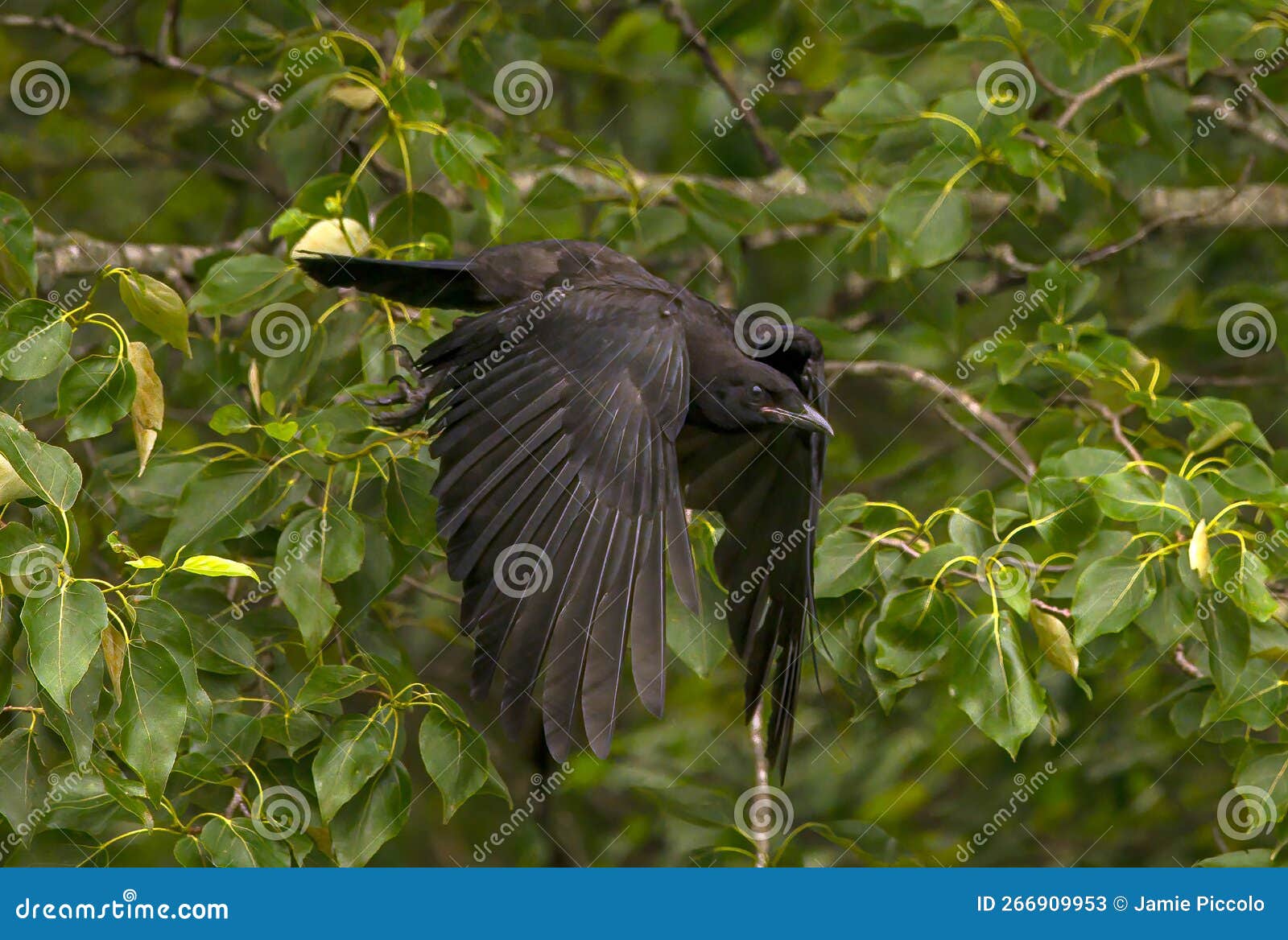 Common crow in flight stock image. Image of jungle, animal - 266909953