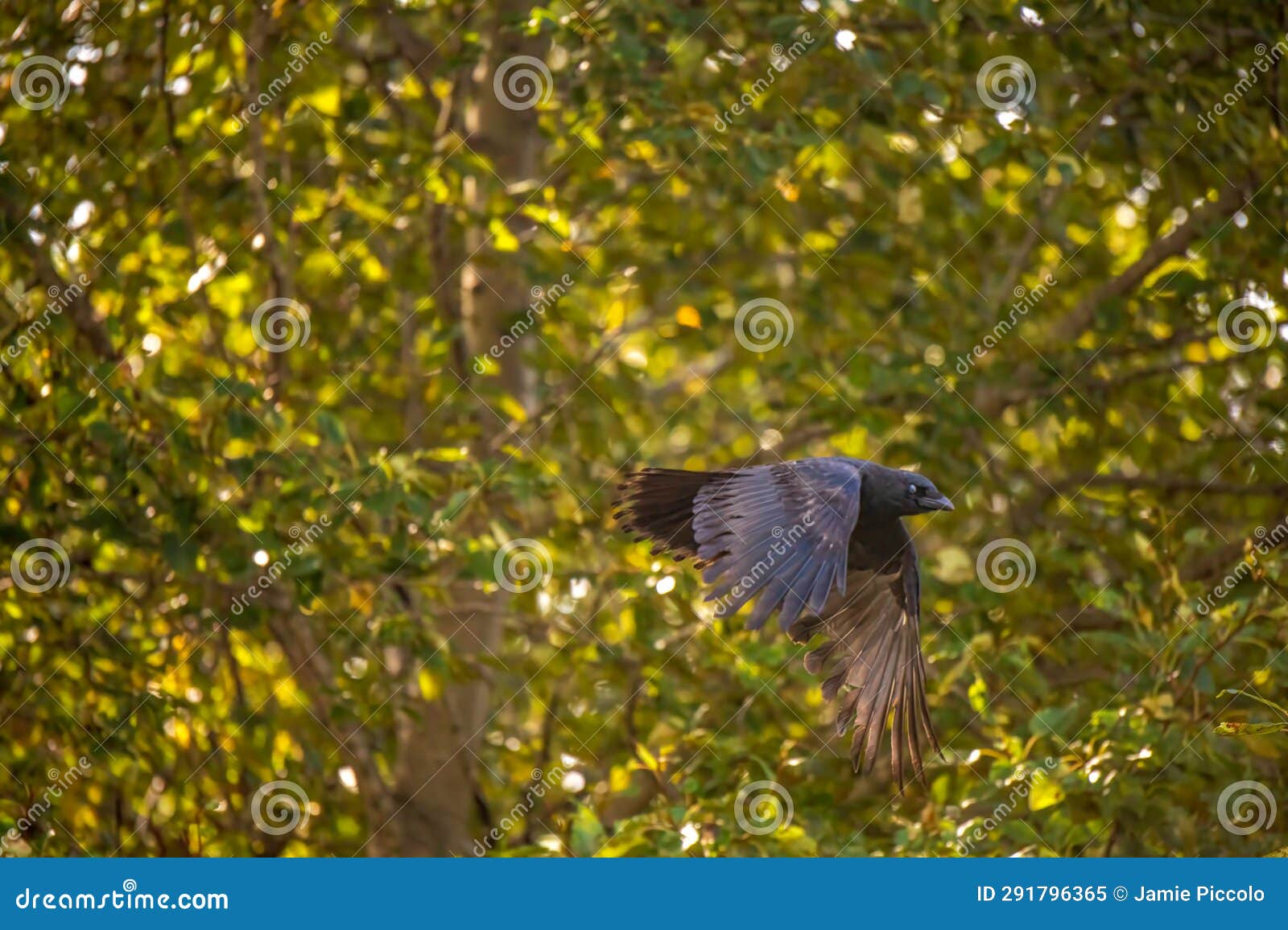 Common Crow in Flight Along the Trees Stock Image - Image of crow ...