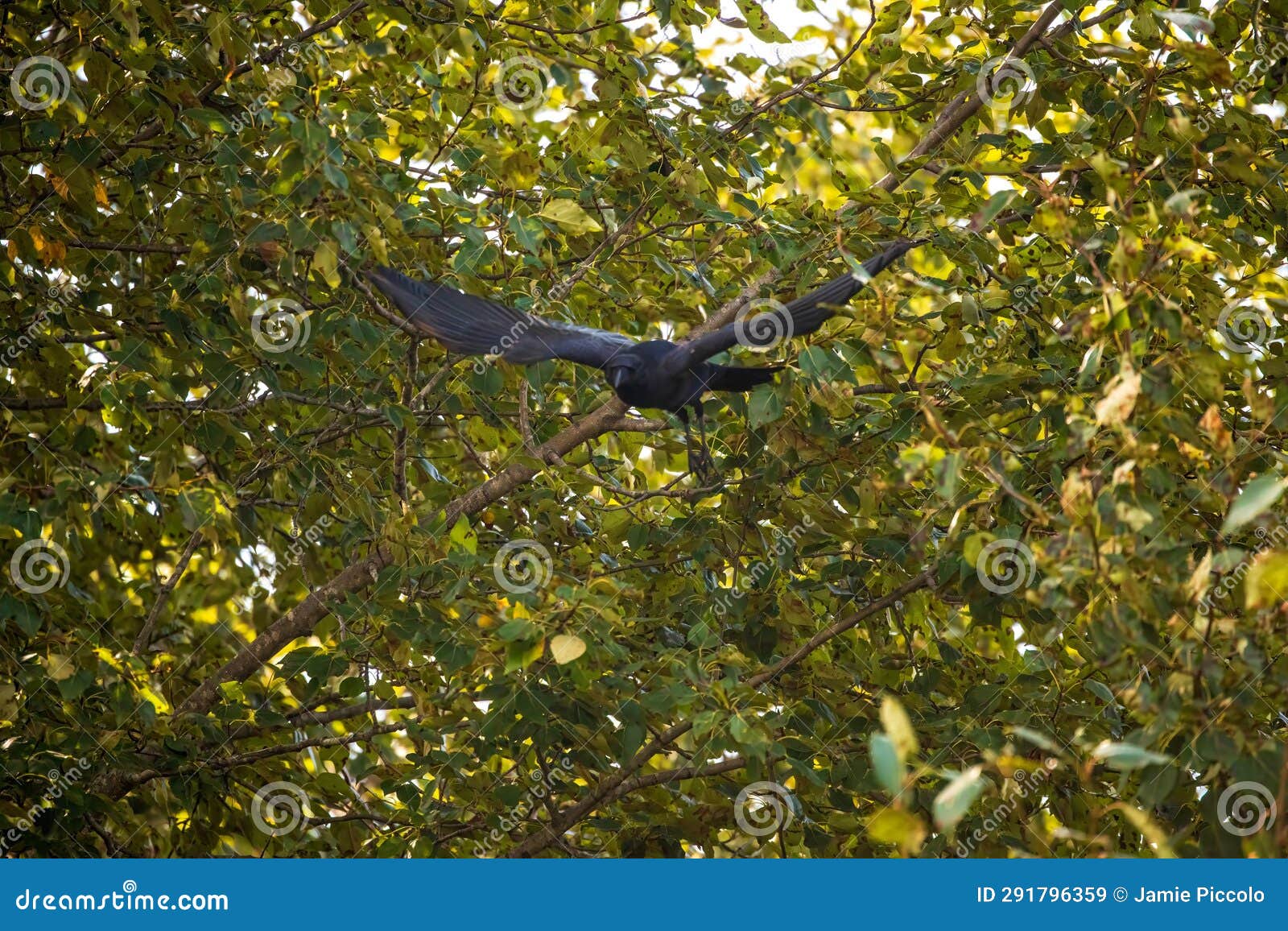 Common Crow in Flight in Autumn Sun Stock Image - Image of autumn ...