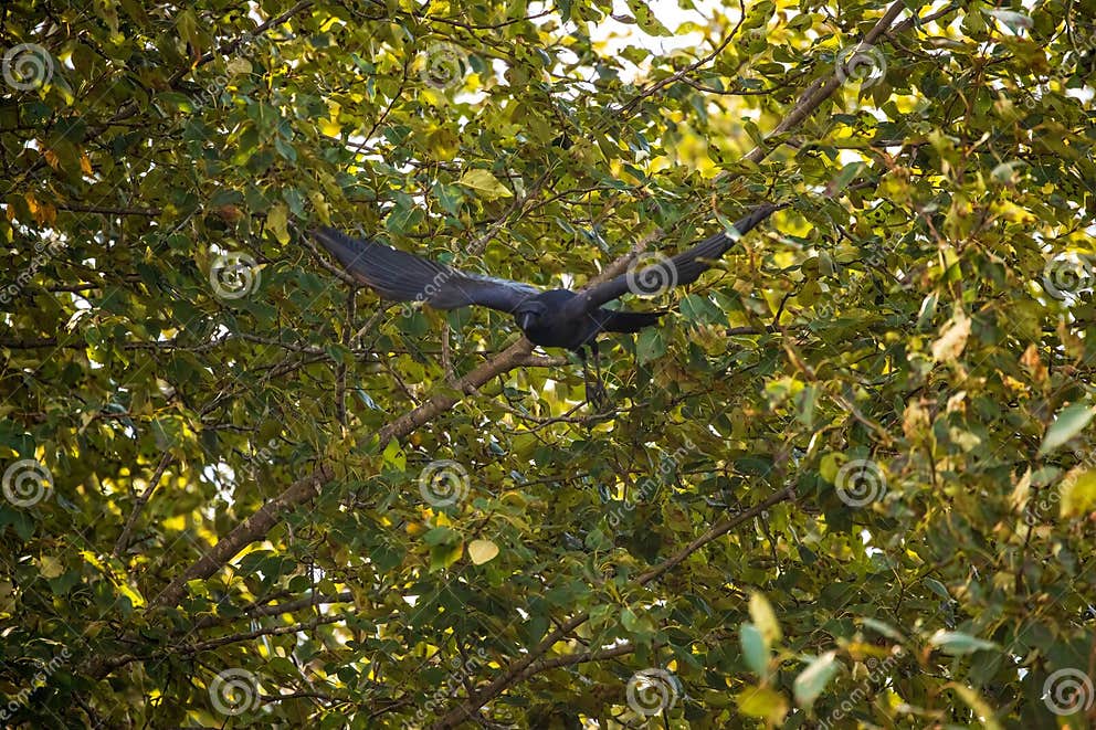 Common Crow in Flight in Autumn Sun Stock Image - Image of autumn ...