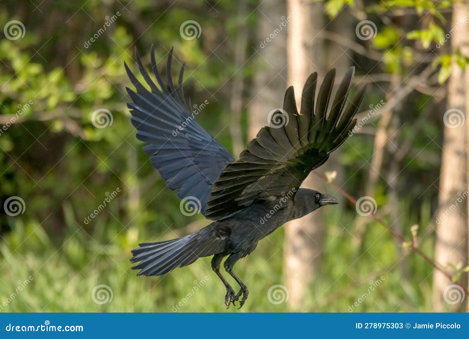 Common Crow in Flight through the Brush in Spring Stock Image - Image ...