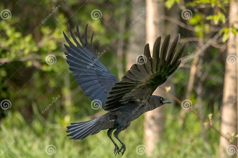 Common Crow in Flight through the Brush in Spring Stock Image - Image ...