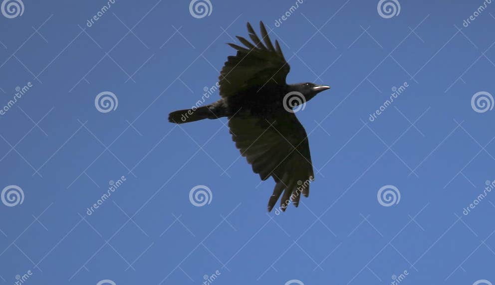 Common crow in flight stock image. Image of corvus, crow - 324303419