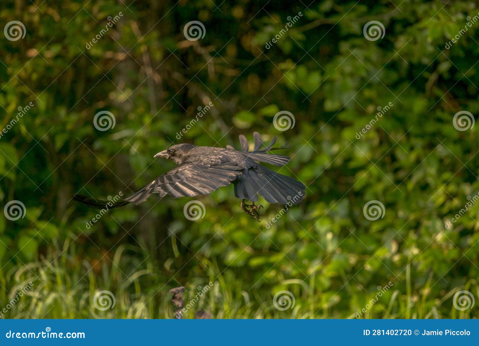 Common Crow in Flight in Spring Day Stock Photo - Image of crow, spring ...