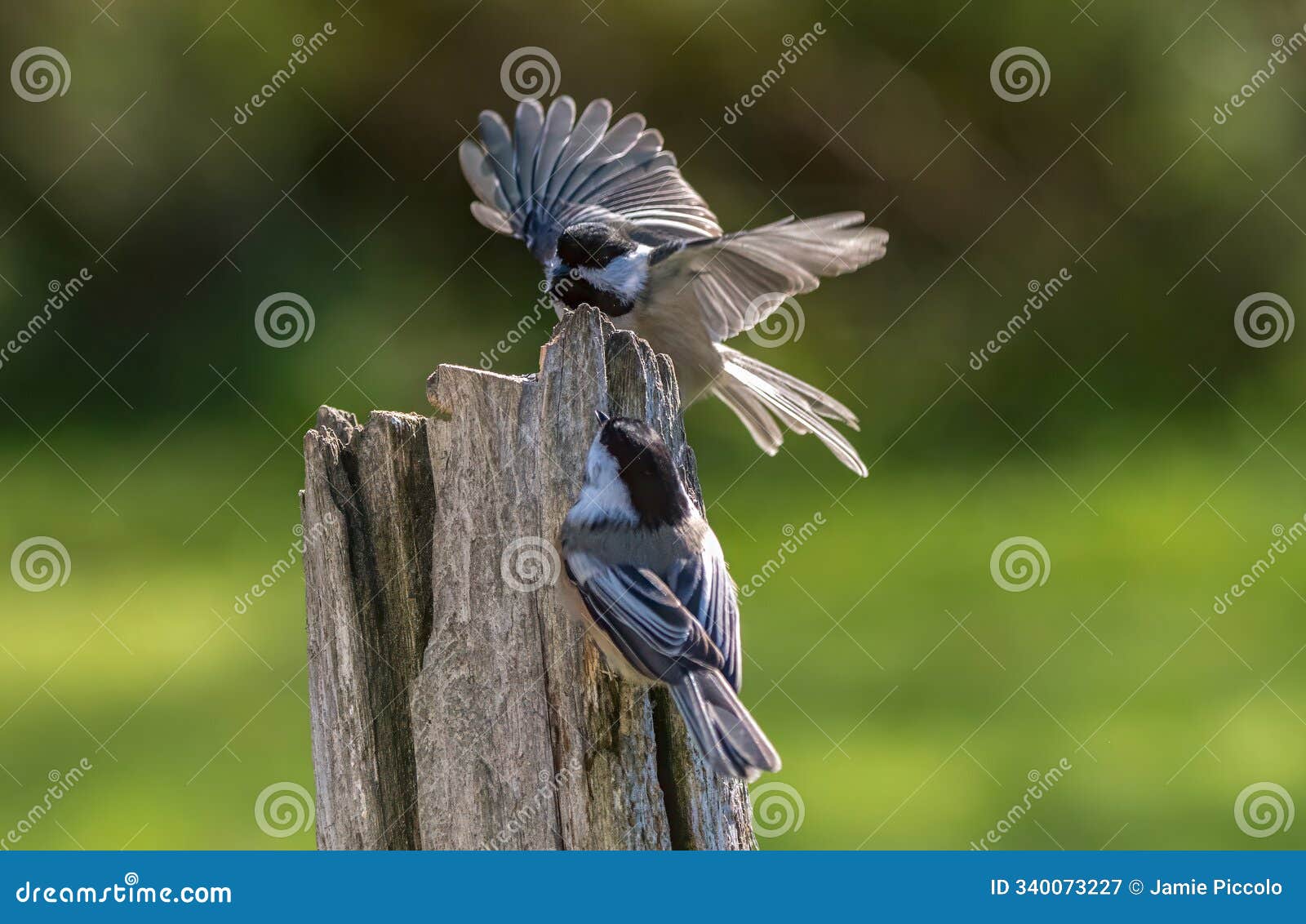 Common Crow in Flight in Summer Stock Image - Image of summer, crow ...