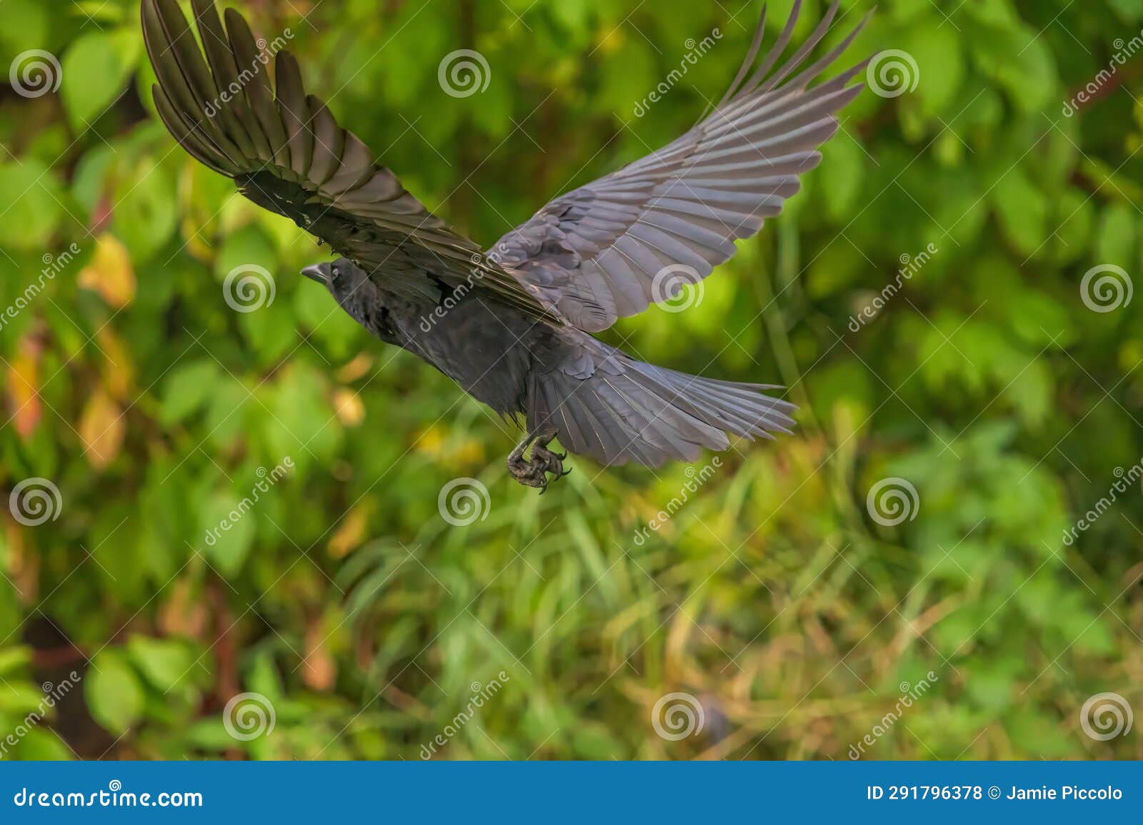 Common Crow in Flight Towards the Woods Stock Photo - Image of wood ...