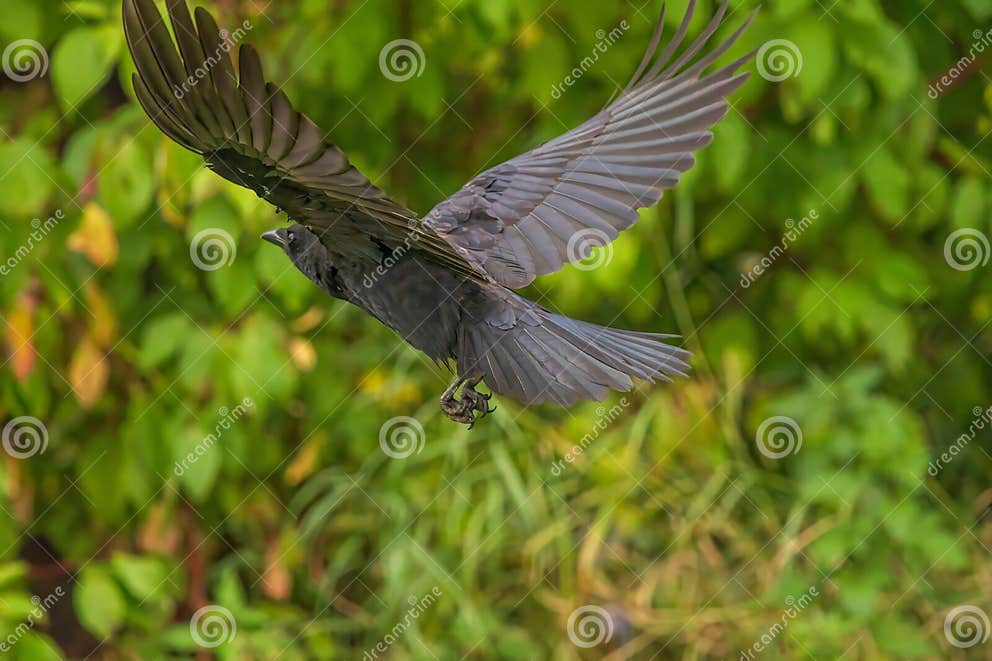 Common Crow in Flight Towards the Woods Stock Photo - Image of wood ...