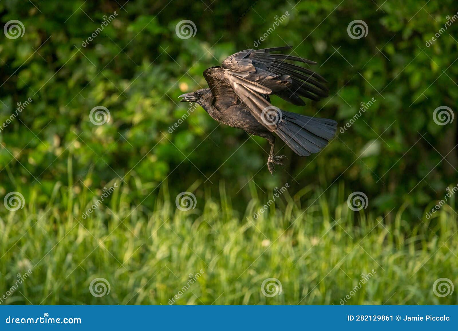 Common Crow Flying Against the Trees Stock Image - Image of trees ...