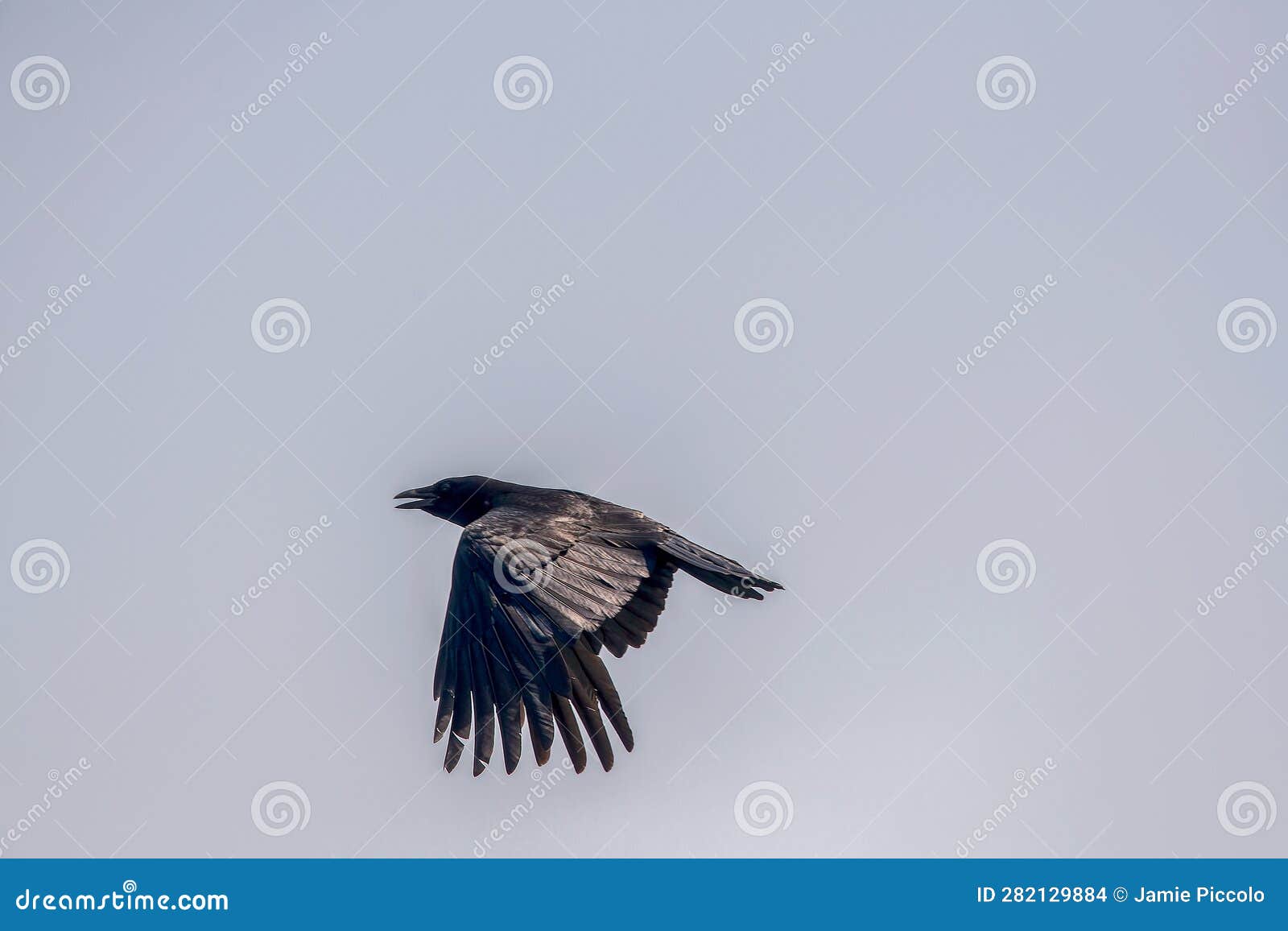 Common Crow Flying in Blue Sky Stock Photo - Image of wildlife, animal ...