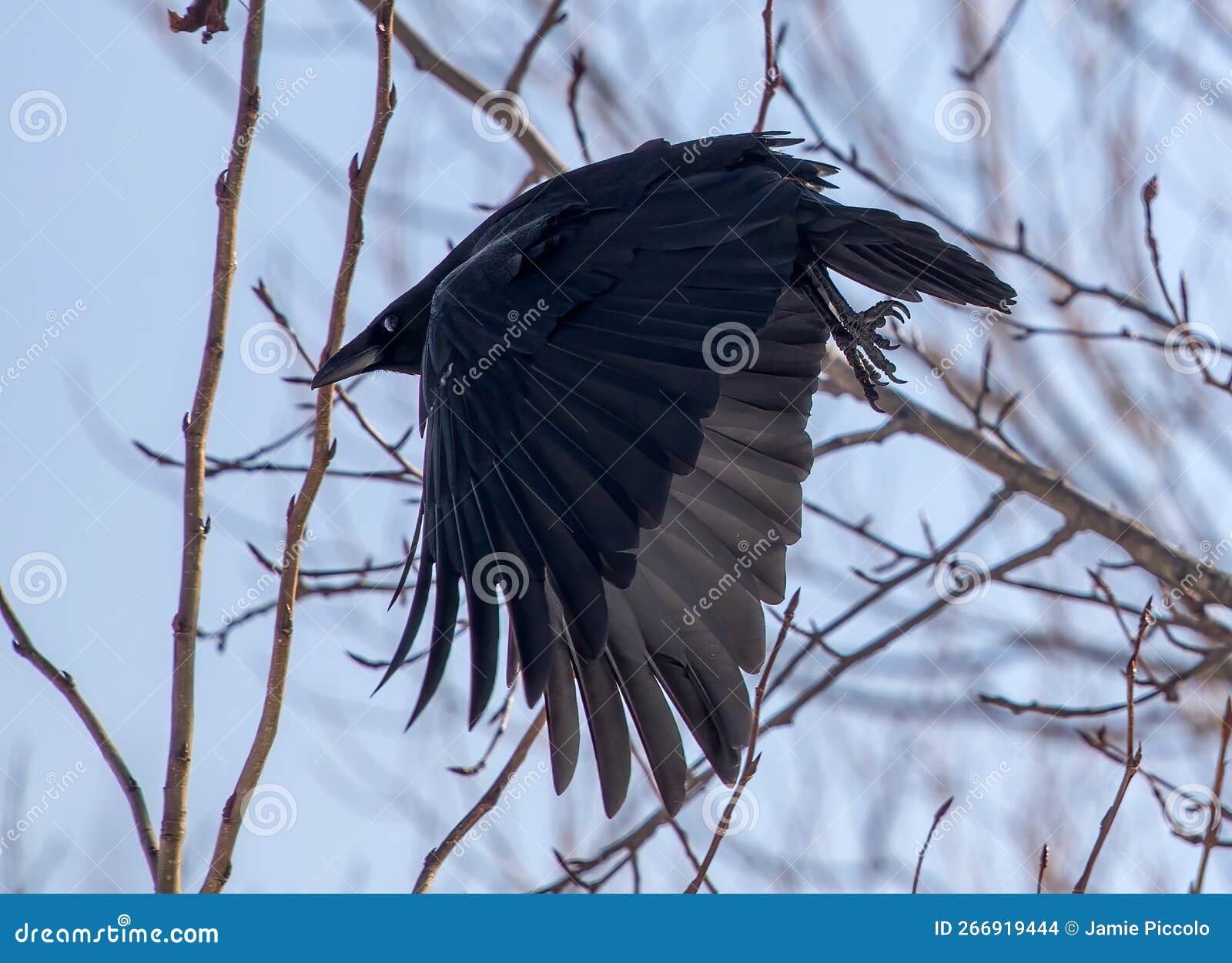 Common Crow Flying in Clear Sky Stock Photo - Image of crow, flying ...