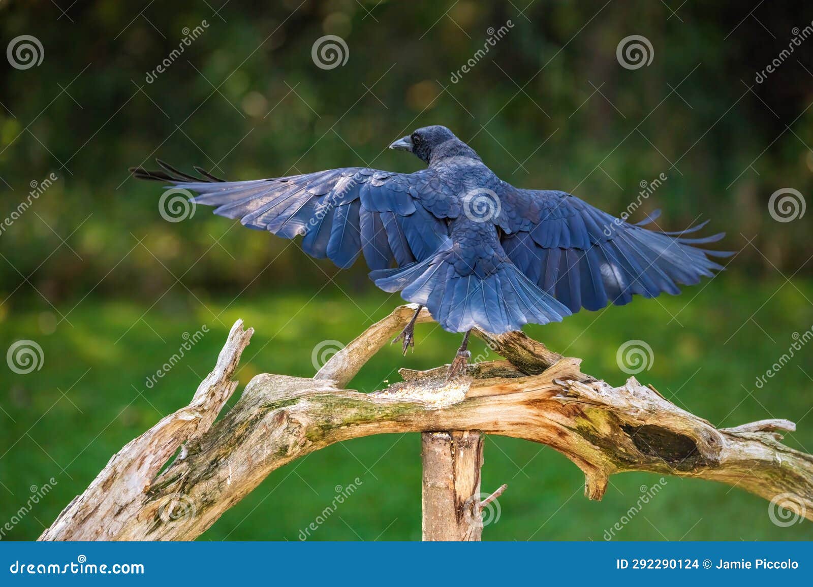 Common Crow Flying Off a Perch Stock Photo - Image of flying, perch ...