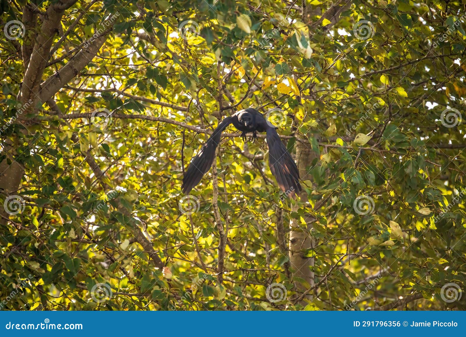 Common Crow Flying Out of Forest Stock Photo - Image of flying, common ...
