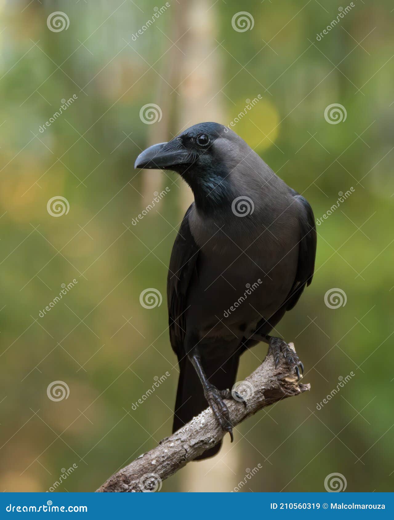 Common crow on a perch stock image. Image of colombo - 210560319